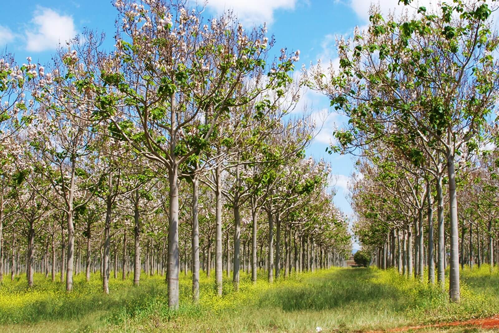 PAULOWNIA TREE PROJECT | Need Capital Limited
